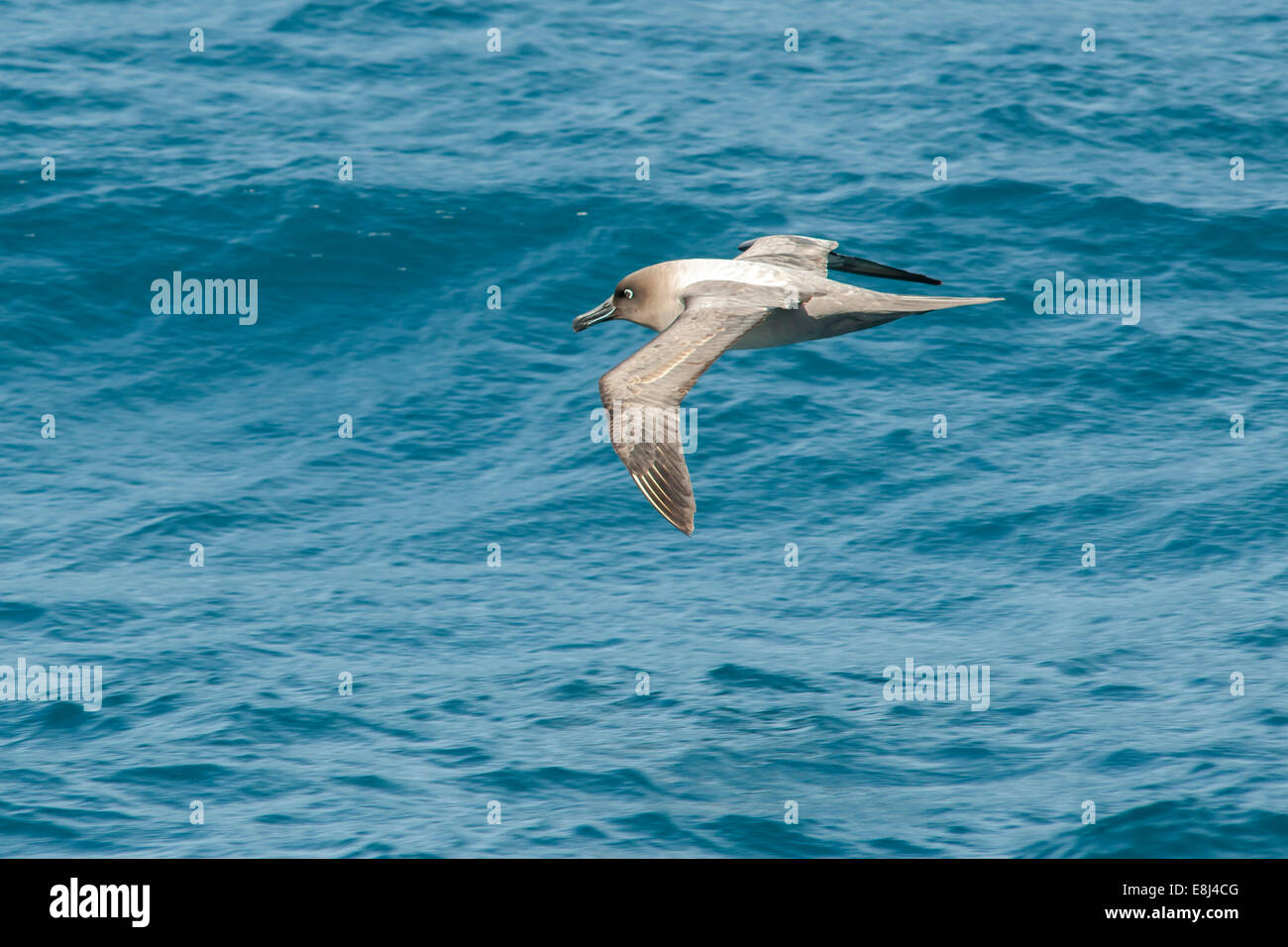 Sooty albatross phoebetria fusca hi-res stock photography and images ...
