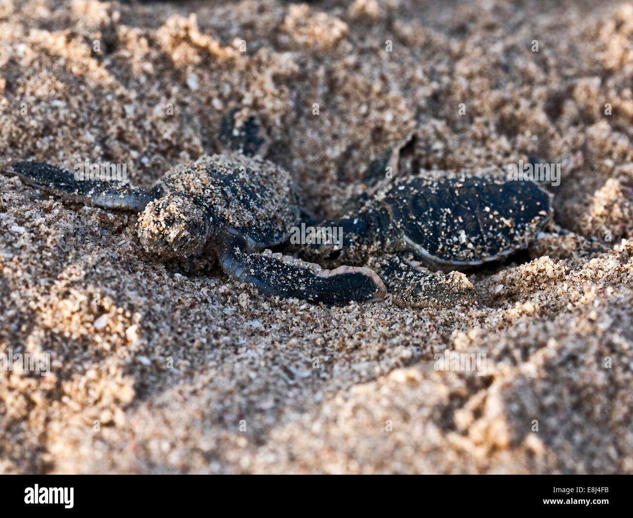 Turtles hi-res stock photography and images - Alamy