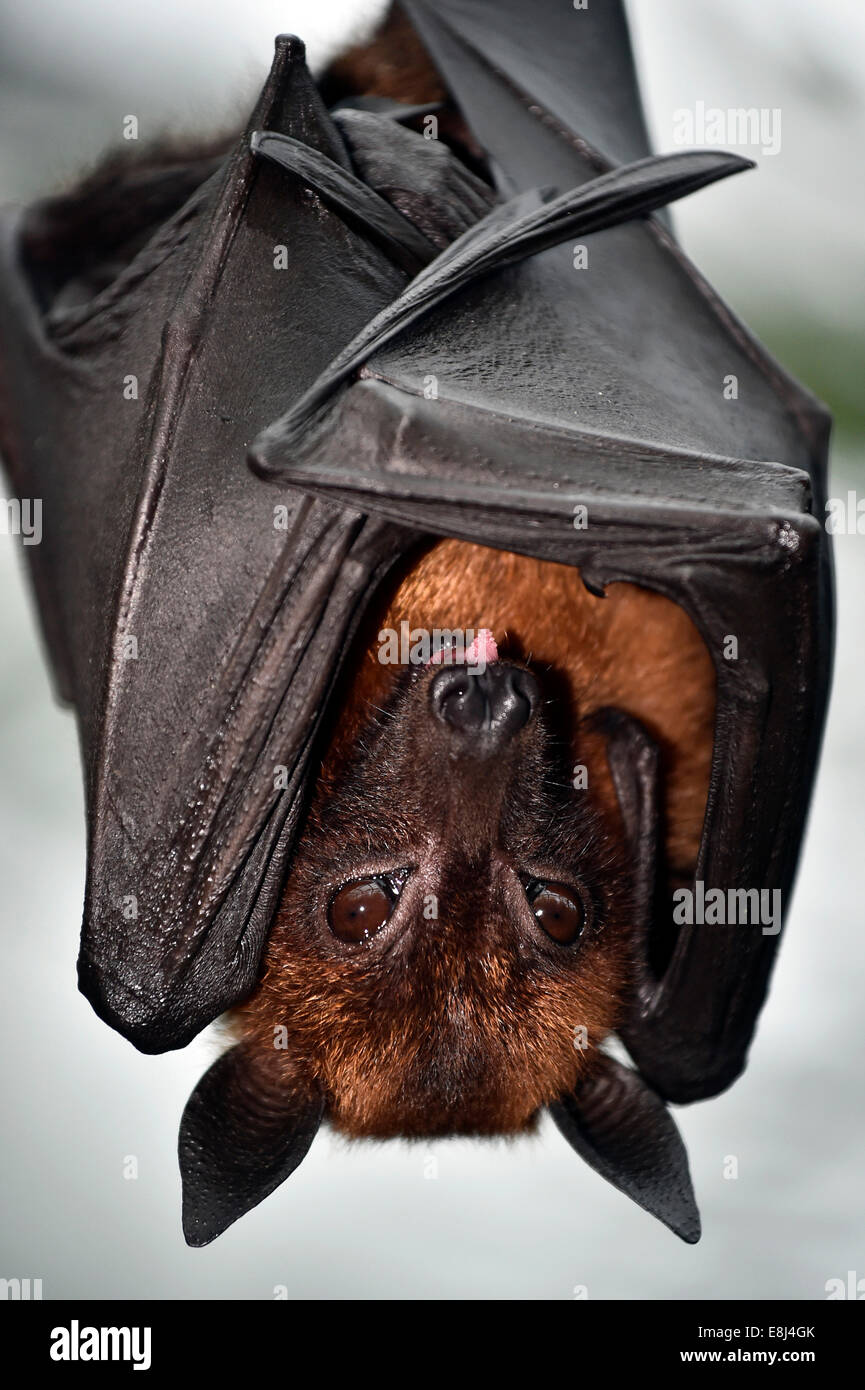 Native of southeast asia hi-res stock photography and images - Alamy