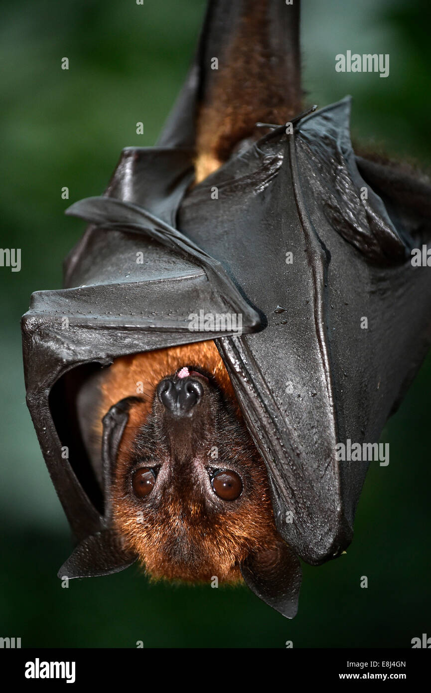 Flying Fox (Pteropus sp.), native to Southeast Asia, captive Stock ...
