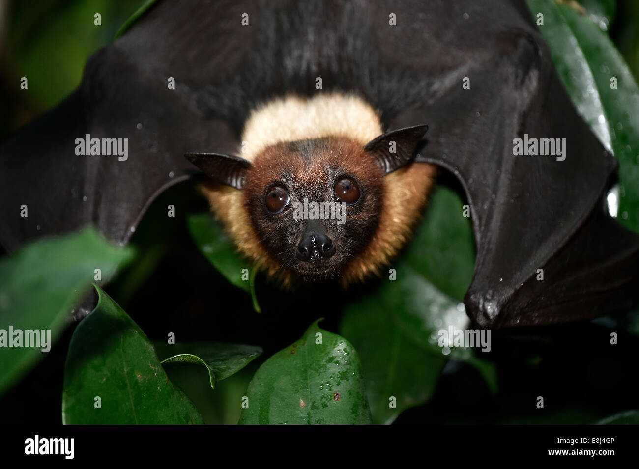 Flying Fox (Pteropus sp.), native to Southeast Asia, captive Stock ...