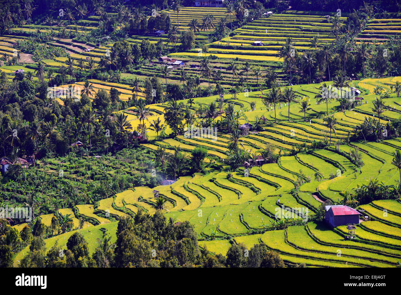 Rice paddies and rice terraces, Munduk, Central Bali, Bali, Indonesia ...
