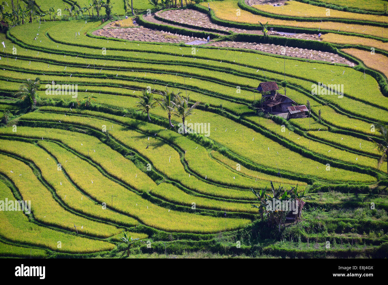 Rice paddies and rice terraces, Munduk, Central Bali, Bali, Indonesia ...