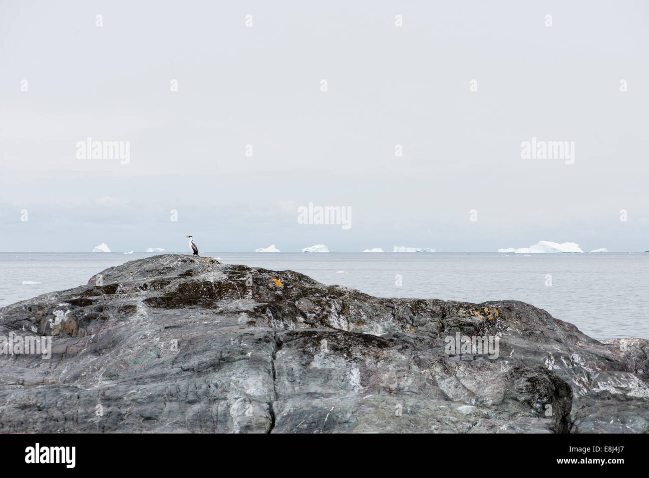 Shag rock hi-res stock photography and images - Alamy