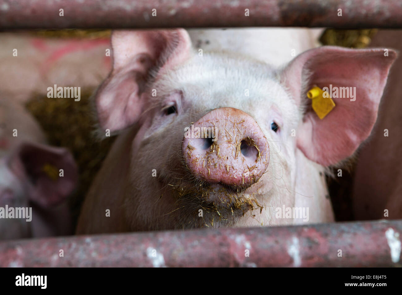 Domestic pigs in a barn, Kvänum, Sweden Stock Photo - Alamy