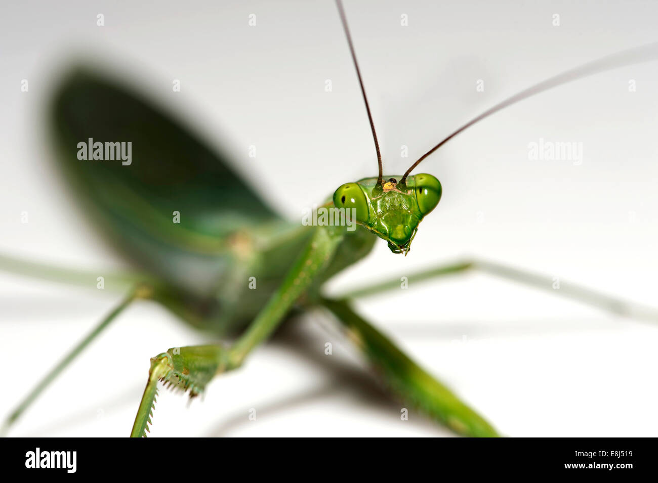 South American Green Mantis