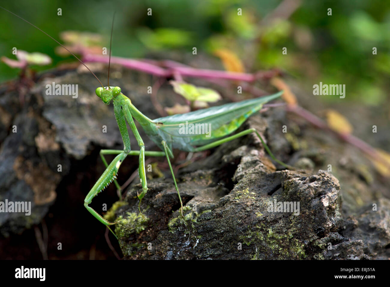 South American Green Mantis