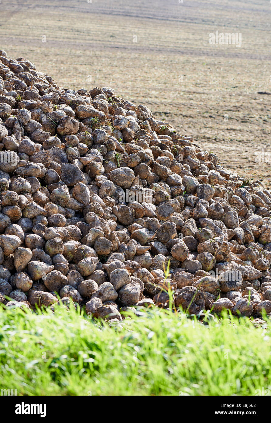 Beet pile hi-res stock photography and images - Alamy