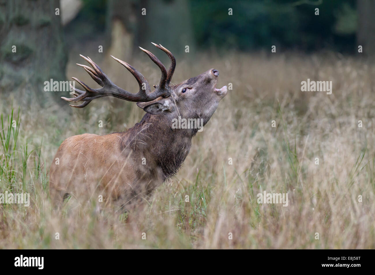 Red deer stag bugling hi-res stock photography and images - Alamy