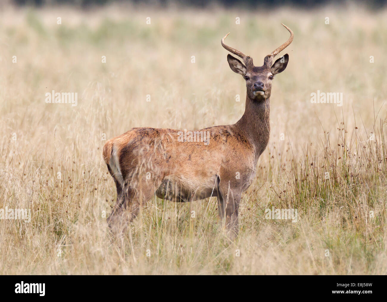 Spike deer hi-res stock photography and images - Alamy