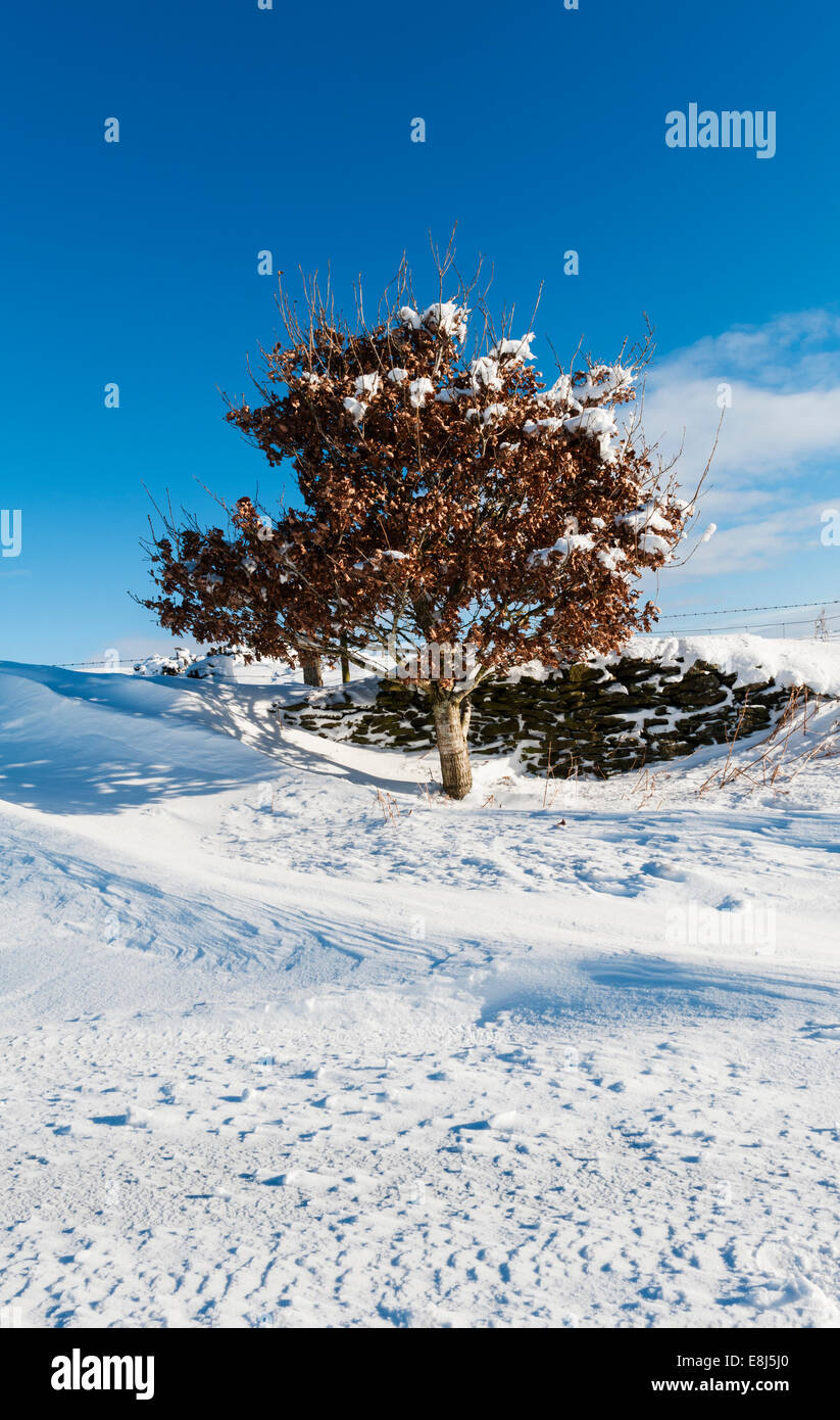 Beech tree in winter hi-res stock photography and images - Alamy