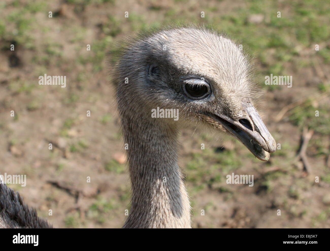 South American Darwins Rhea High Resolution Stock Photography and ...