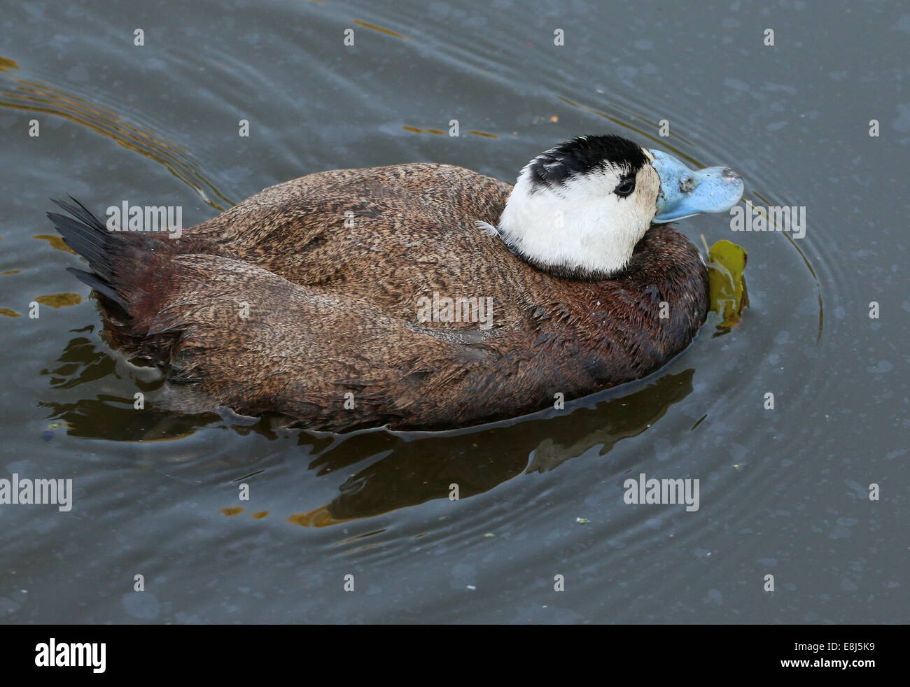 Blue bill duck hi-res stock photography and images - Alamy