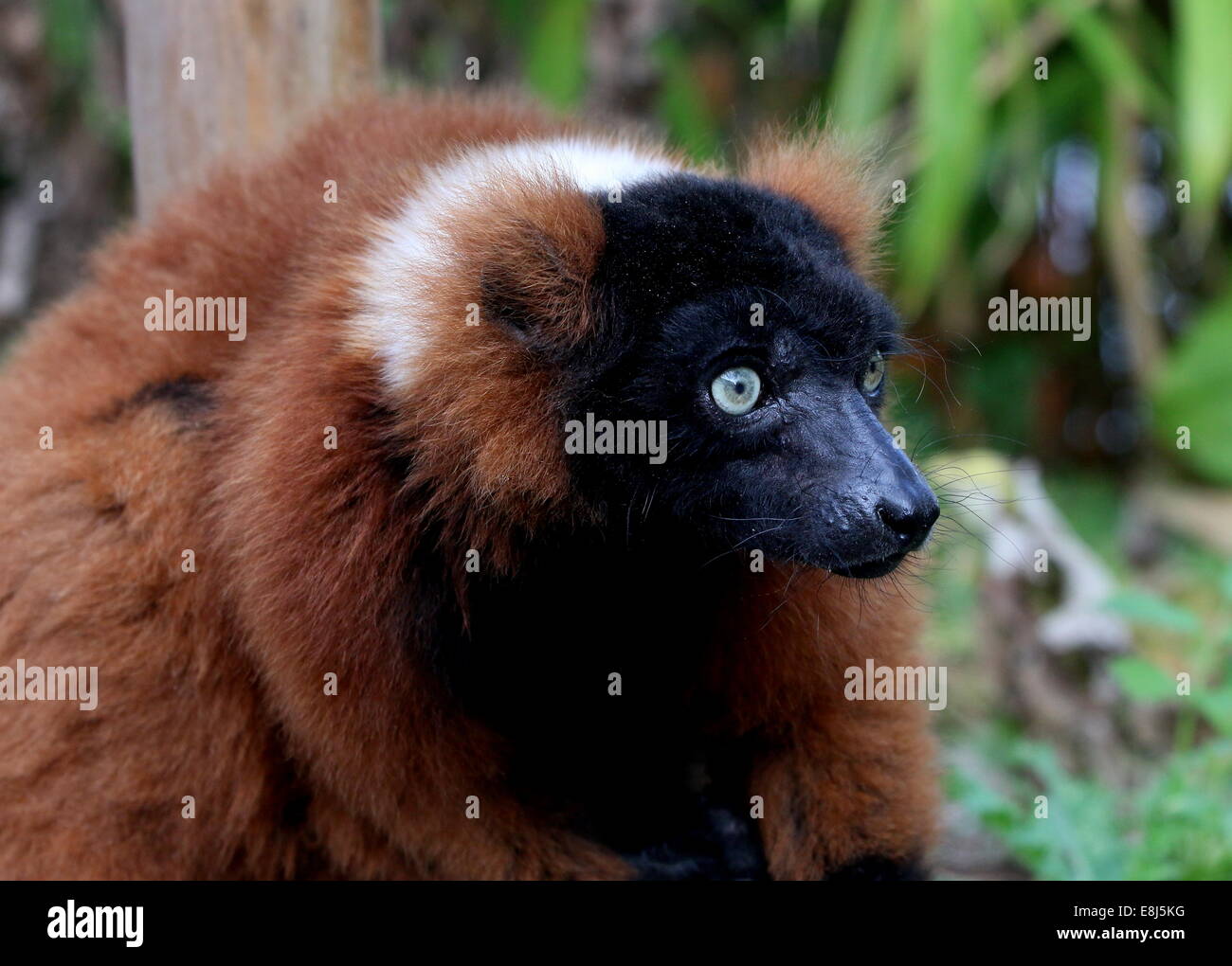 Lemur Rufo Rojo High Resolution Stock Photography and Images - Alamy