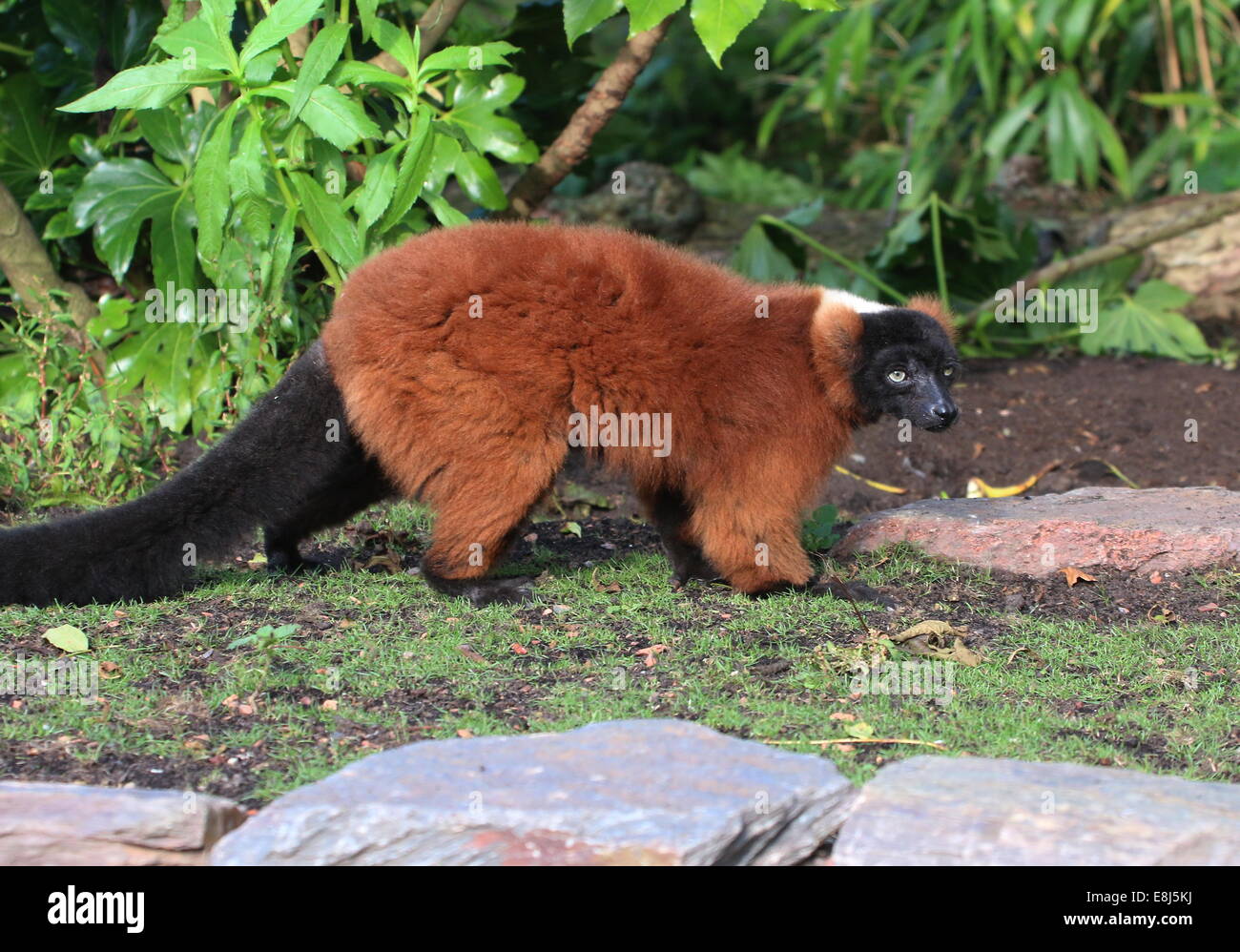 Lemur rufo rojo hi-res stock photography and images - Alamy