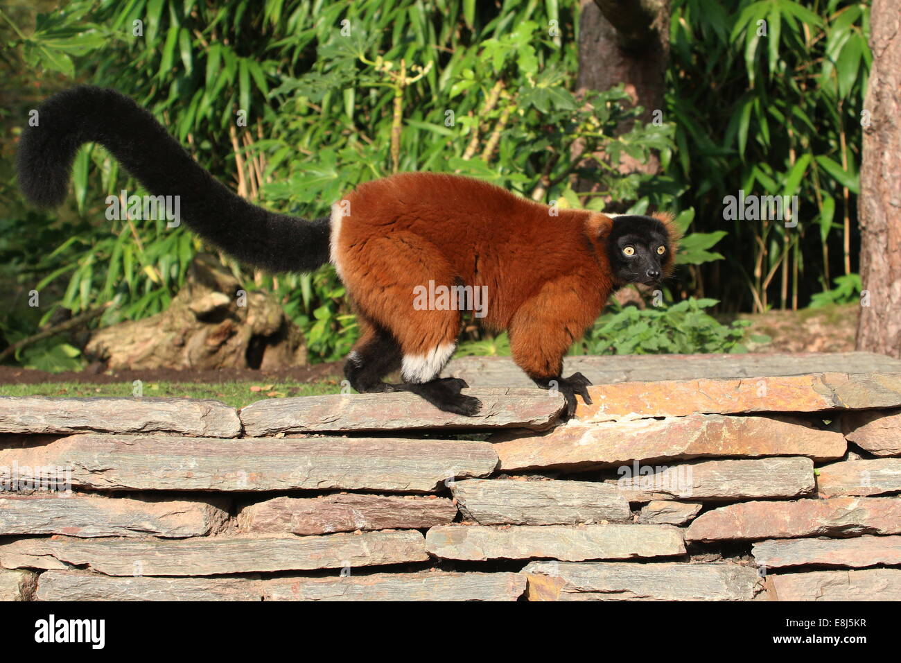 Lemur rojo hi-res stock photography and images - Alamy