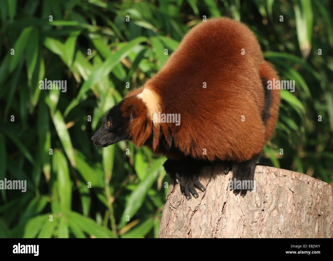 Maki vari hi-res stock photography and images - Alamy
