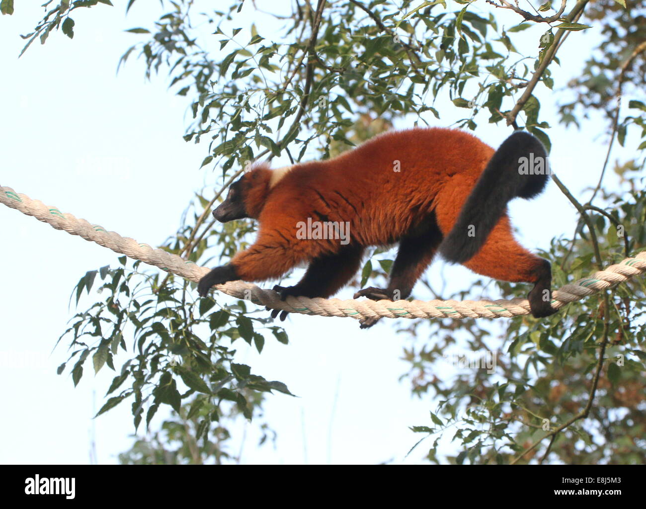 Lémur rufo rojo hi-res stock photography and images - Alamy