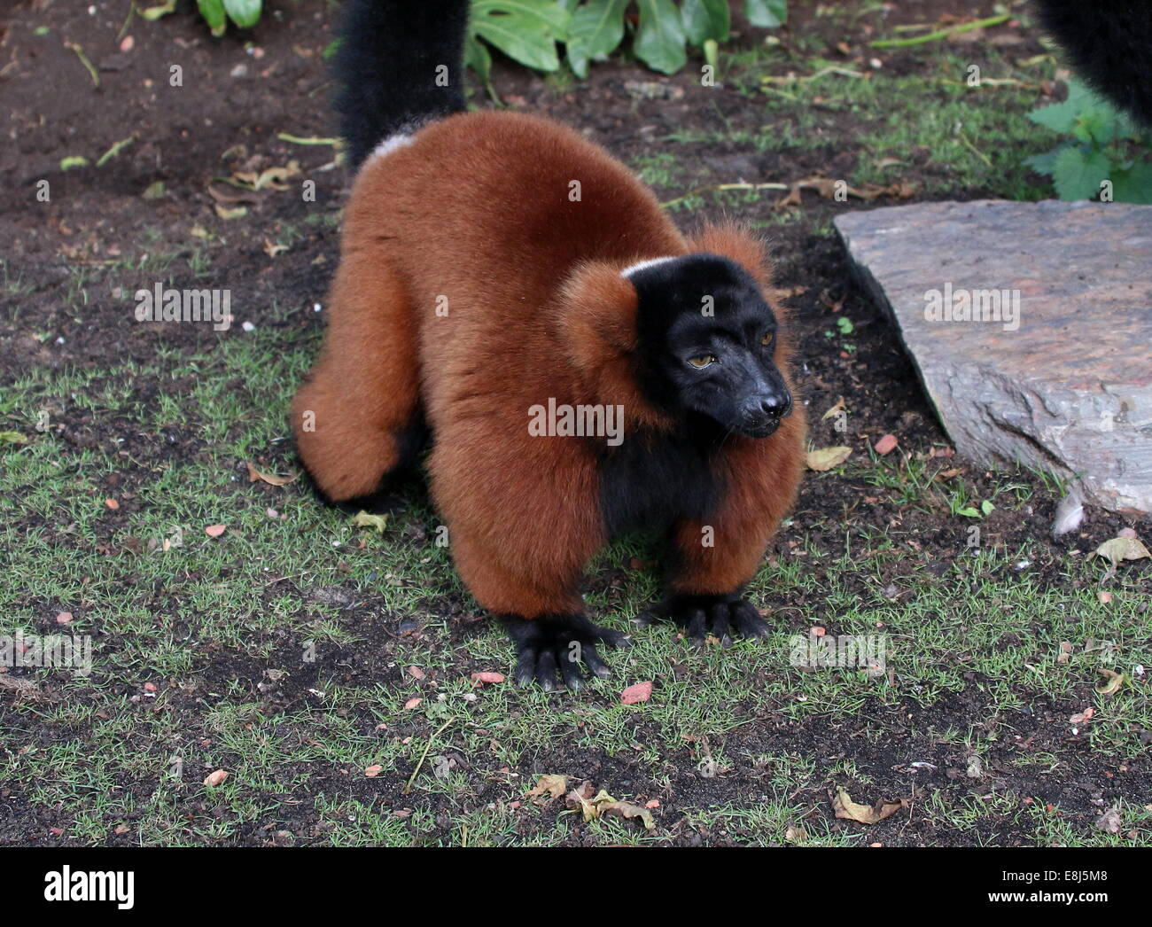 Lemur rufo rojo hi-res stock photography and images - Alamy
