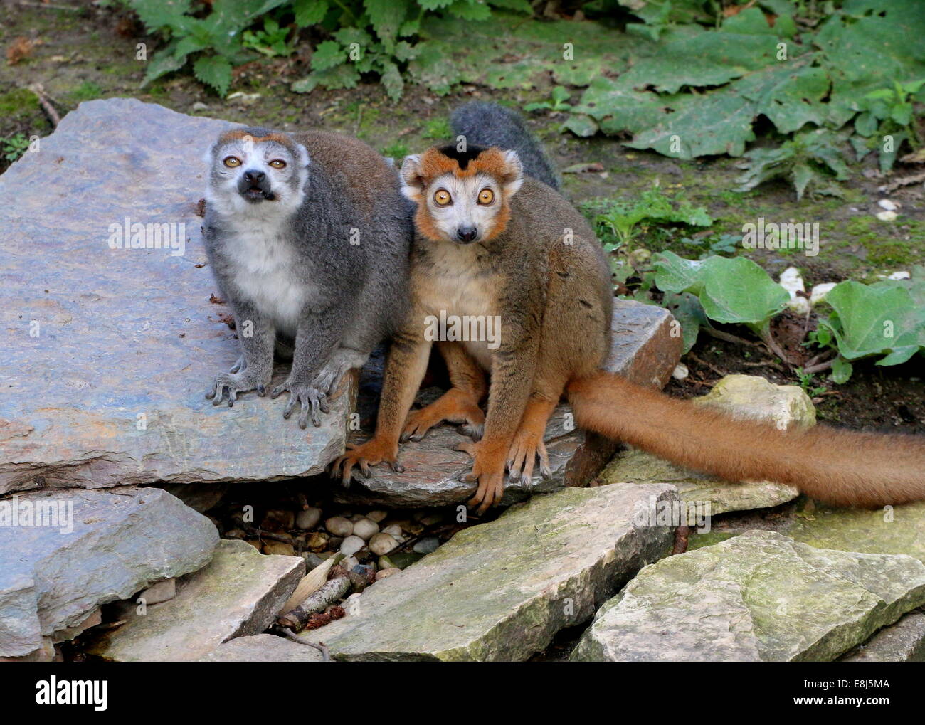 The brown male and grey female Crowned lemur (Eulemur coronatus) in ...