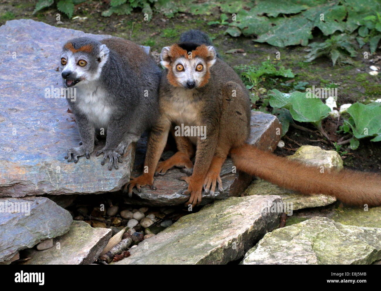 The brown male and grey female Crowned lemur (Eulemur coronatus) in ...