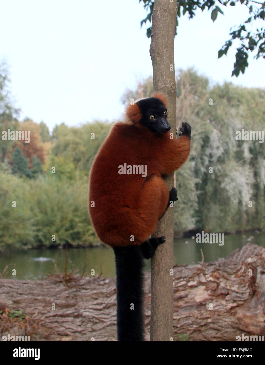 Lemur rojo hi-res stock photography and images - Alamy