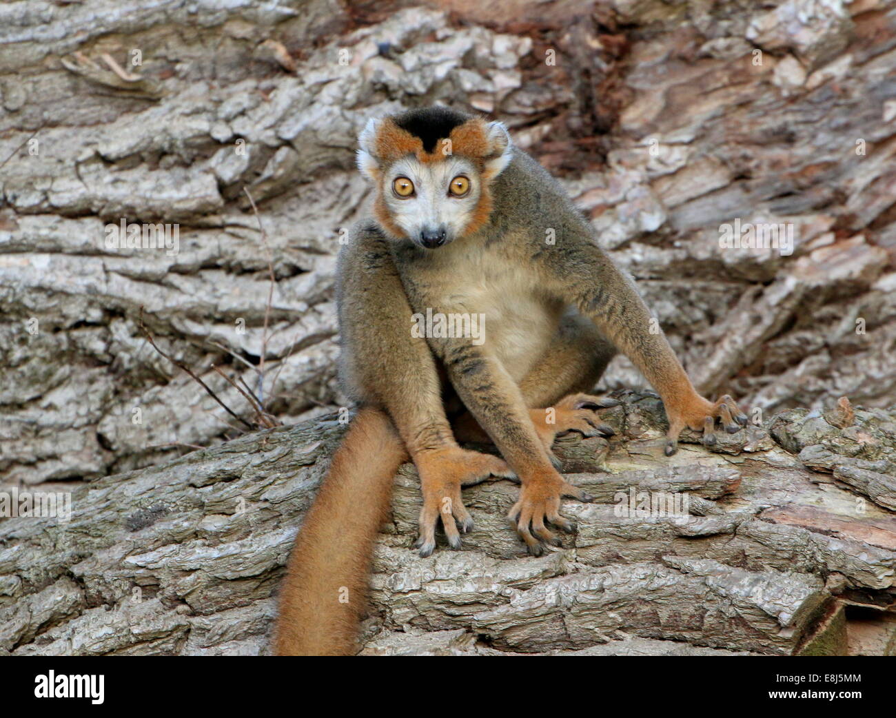 The brown male Crowned lemur (Eulemur coronatus) in close-up, posing on ...