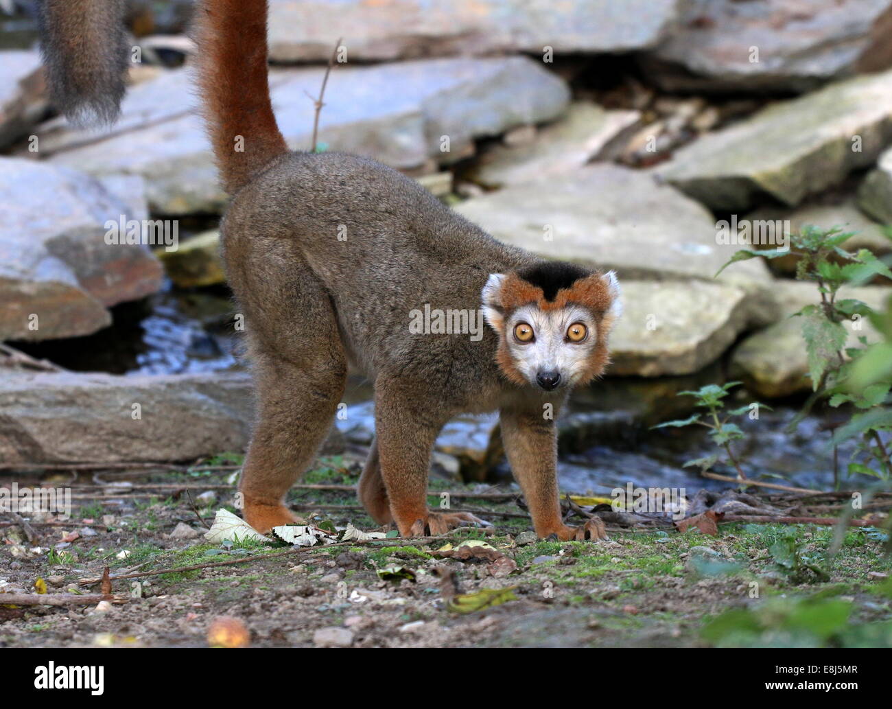 The brown male Crowned lemur (Eulemur coronatus) in close-up, standing ...
