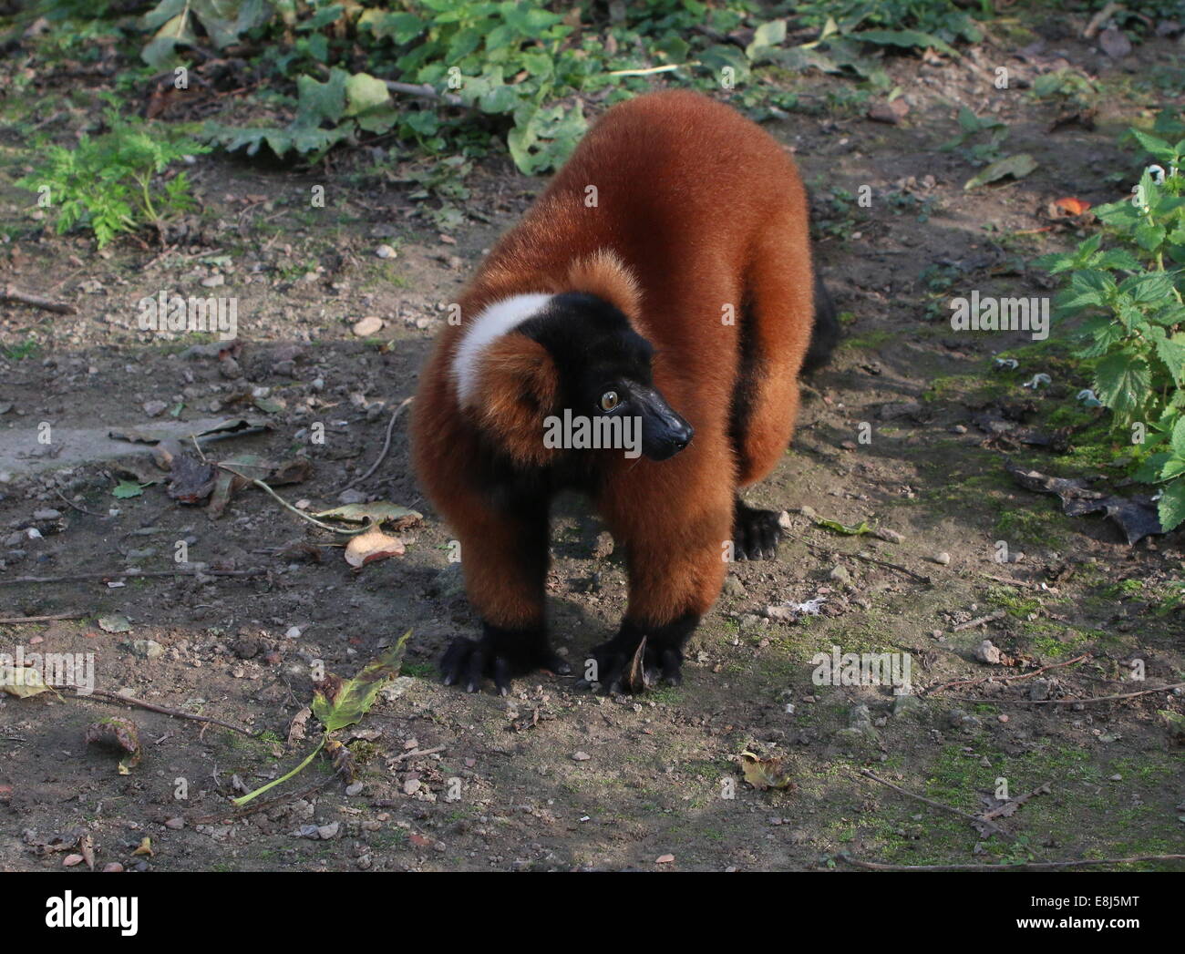 Lemur rufo rojo hi-res stock photography and images - Alamy