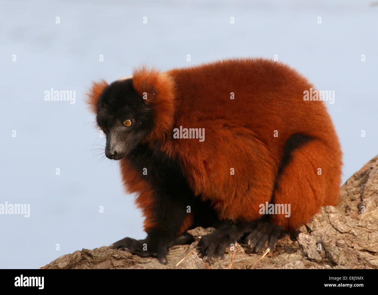 Lemur rufo rojo hi-res stock photography and images - Alamy