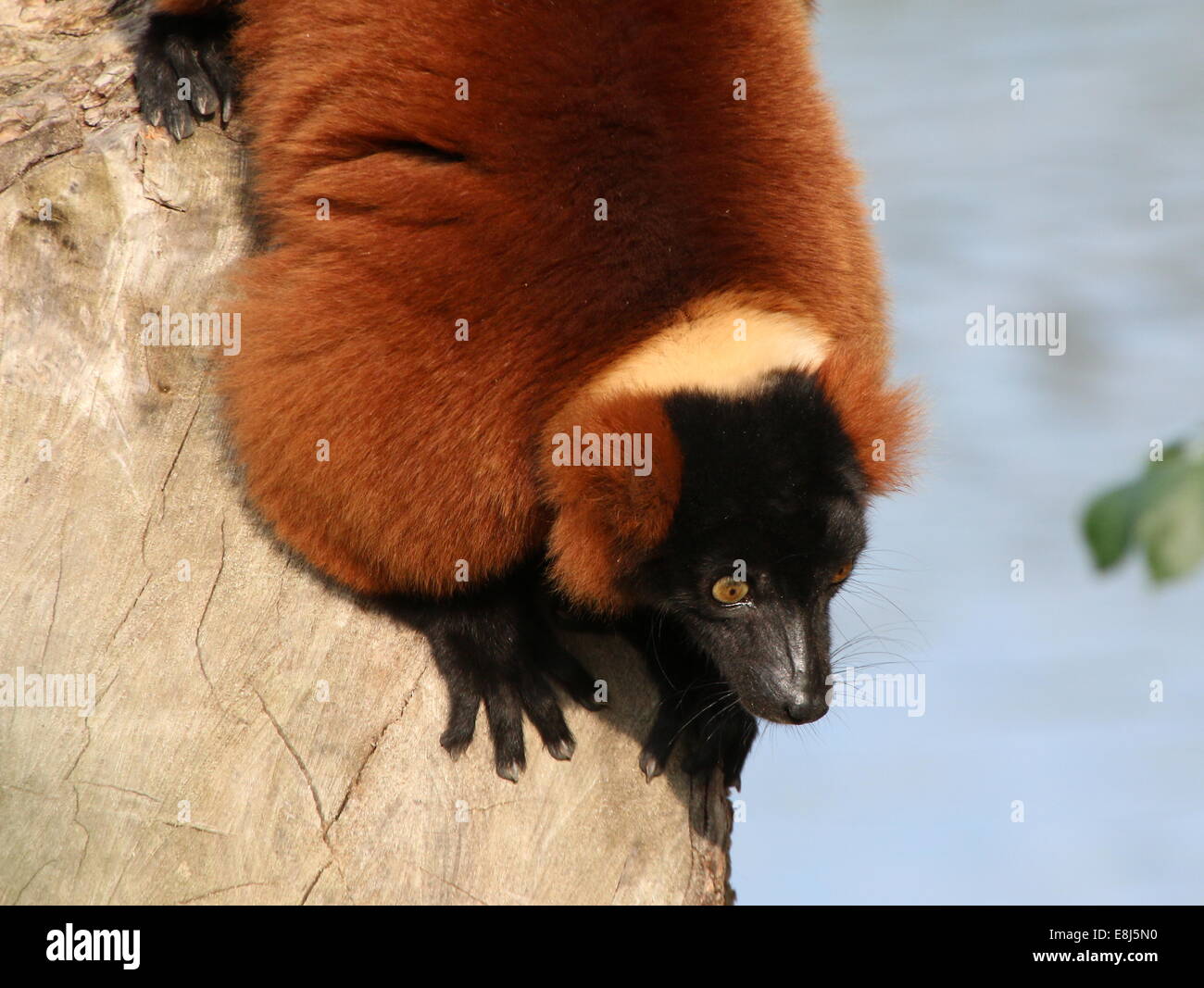 Lemur vari roux hi-res stock photography and images - Alamy