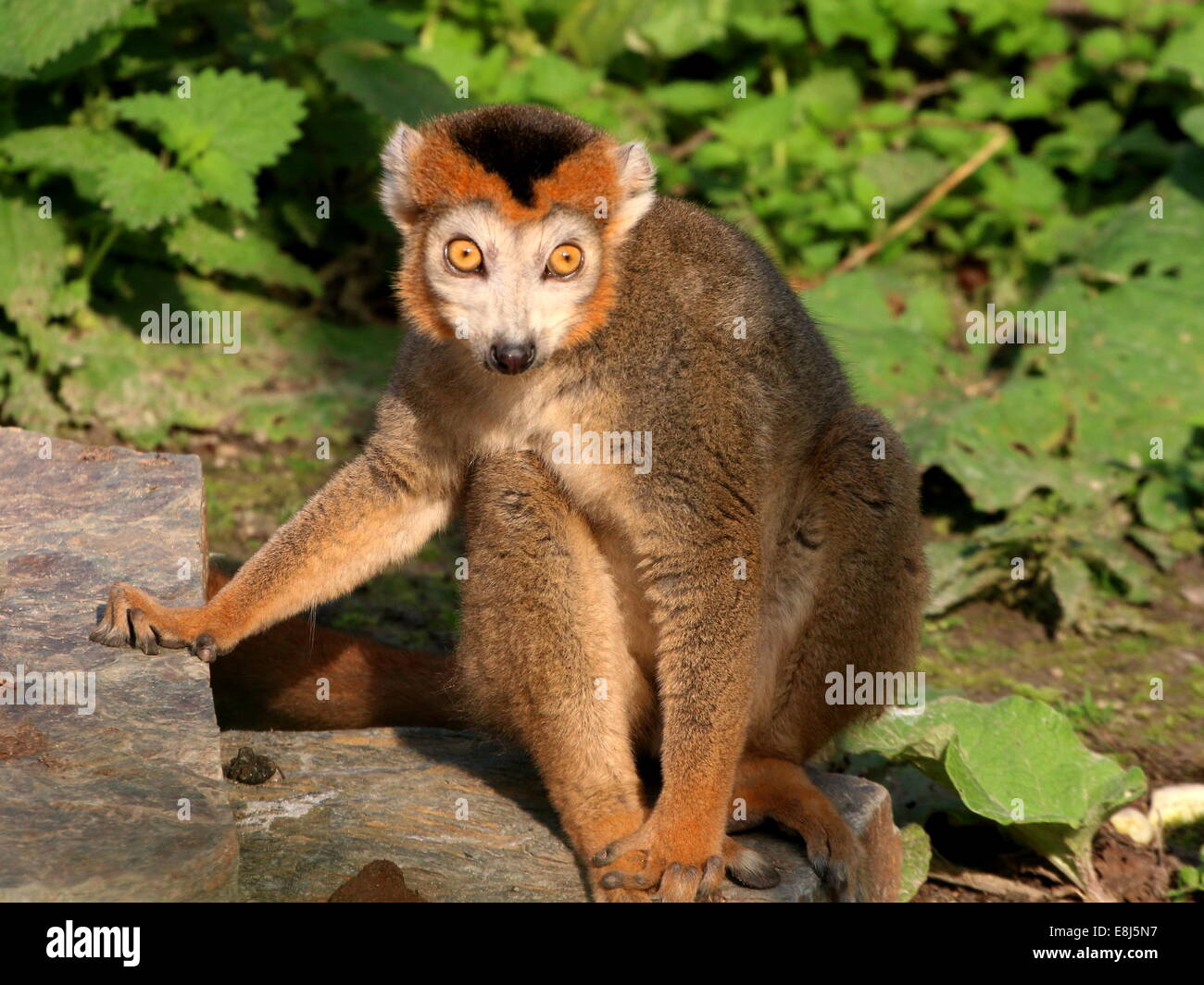 The brown male Crowned lemur (Eulemur coronatus) in close-up, posing in ...