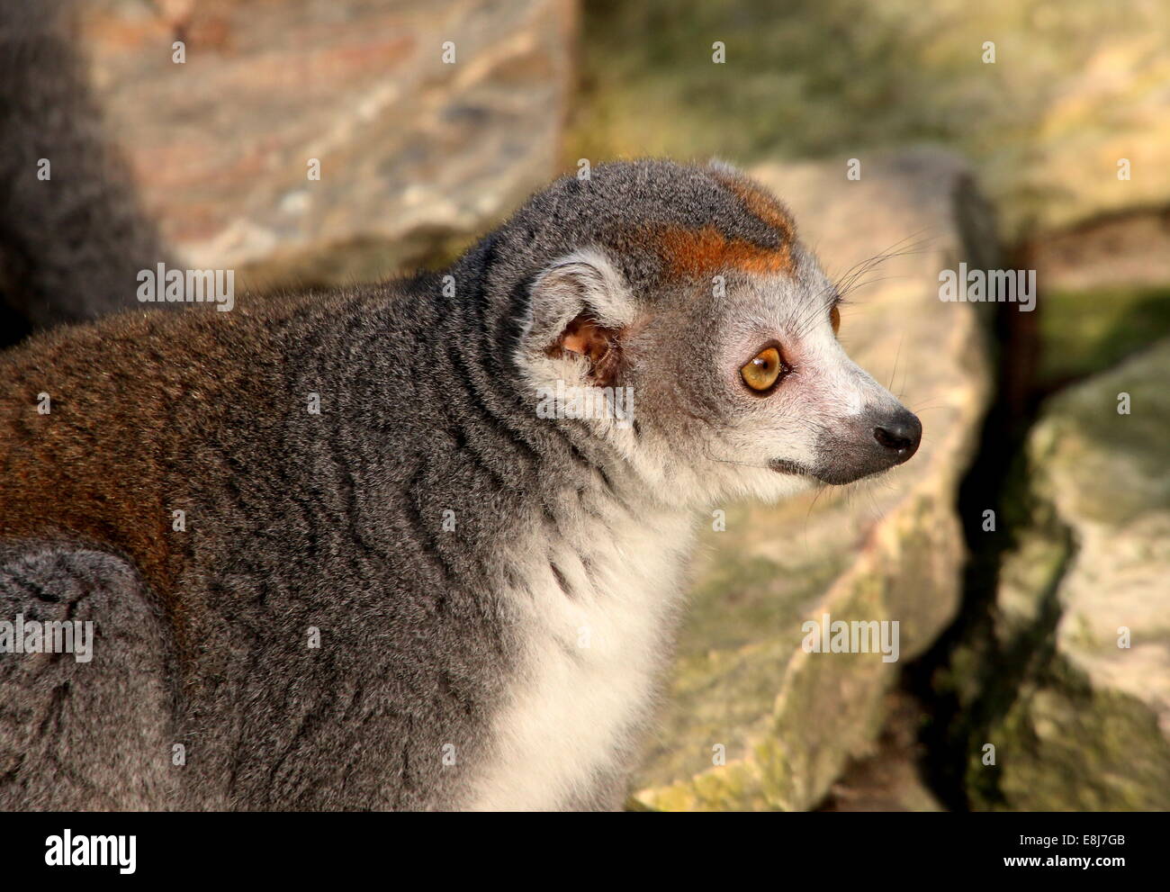 The grey female Crowned lemur (Eulemur coronatus) in close-up, posing ...