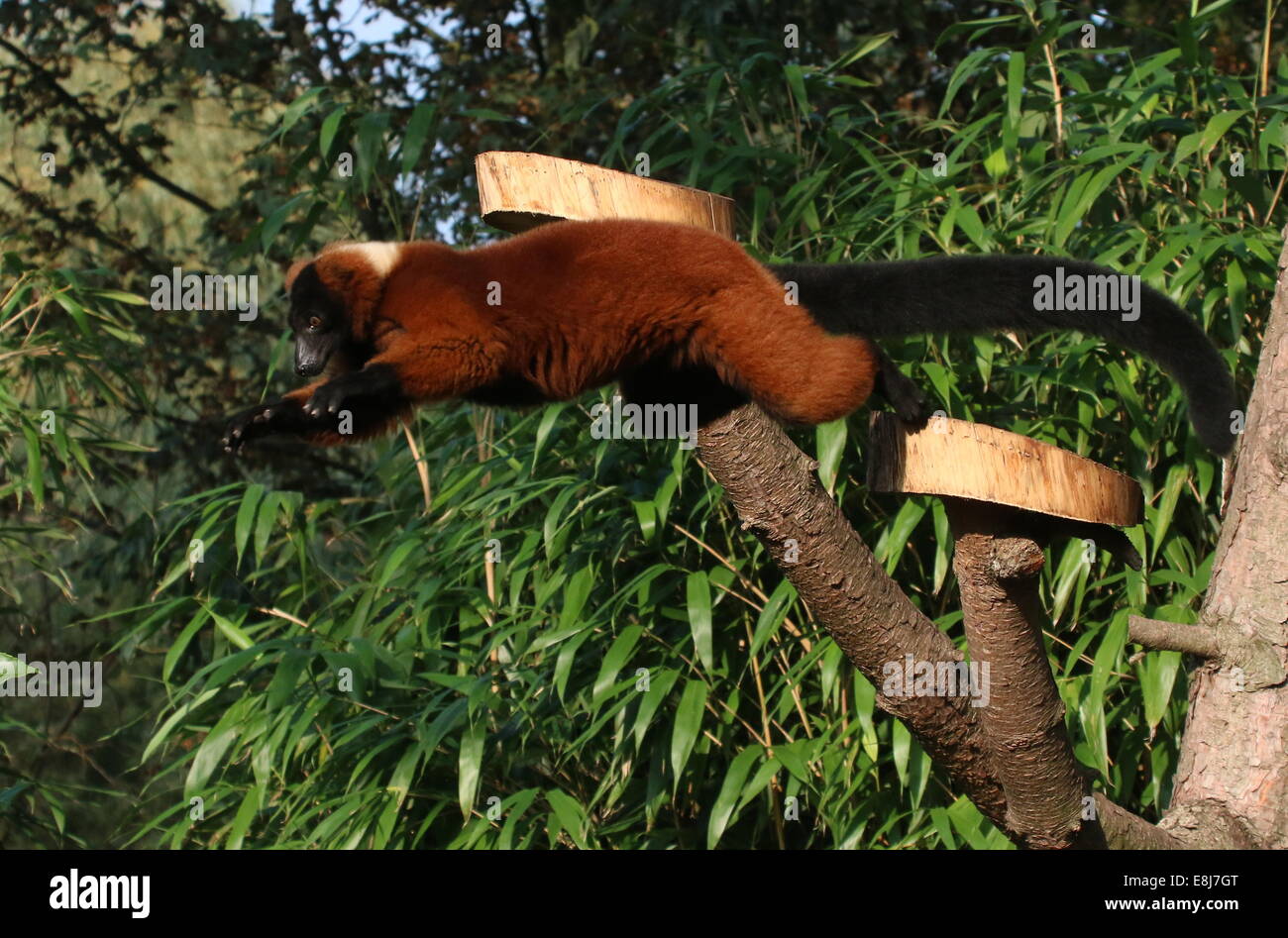 Roux making hi-res stock photography and images - Alamy