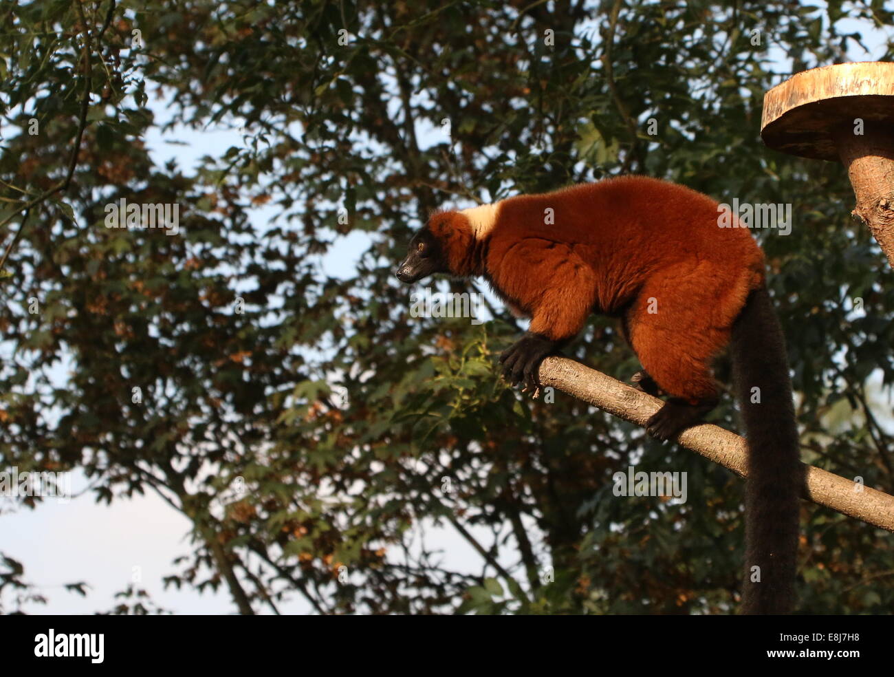 Lemur rojo hi-res stock photography and images - Alamy