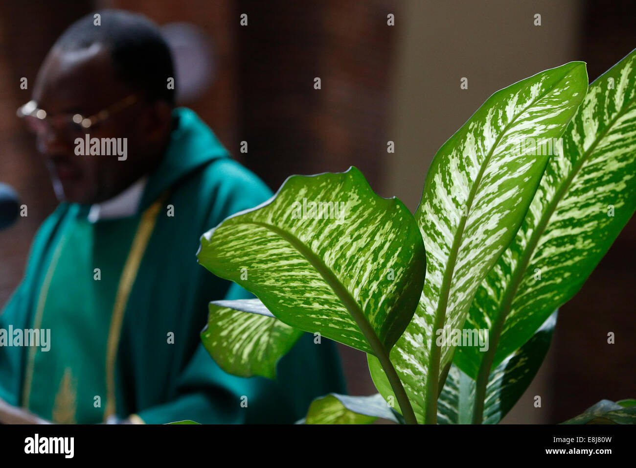 Basilica plant hi-res stock photography and images - Alamy