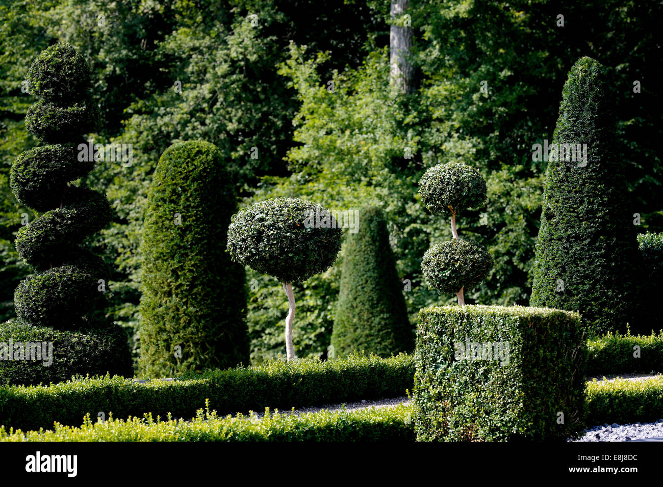 Landscaped garden. Boxtrees Stock Photo - Alamy