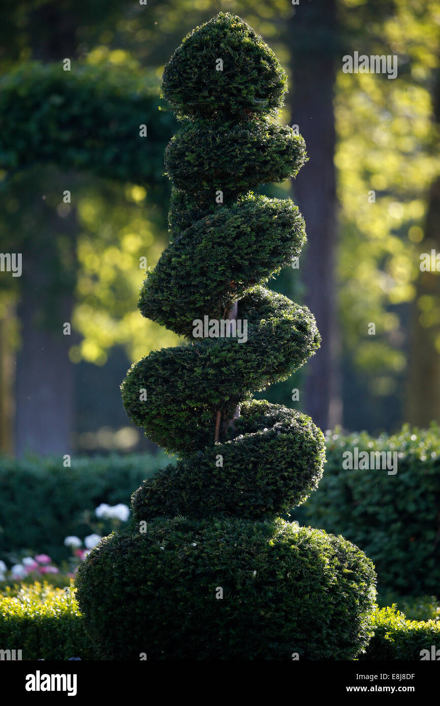 Landscaped garden. Boxtrees Stock Photo - Alamy