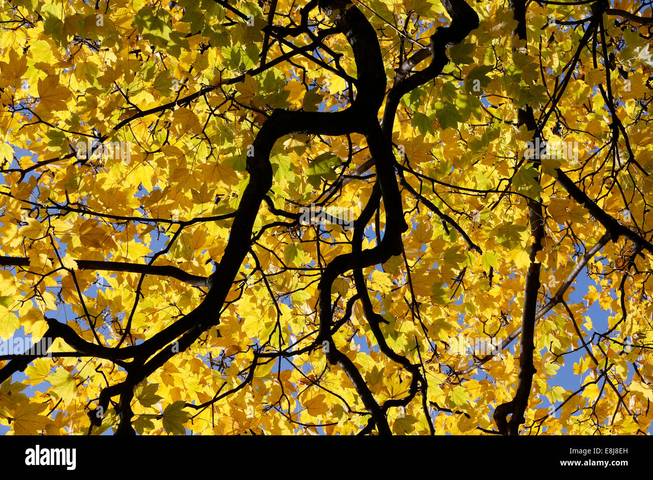 Yellow leaves tree in Autumn Stock Photo - Alamy