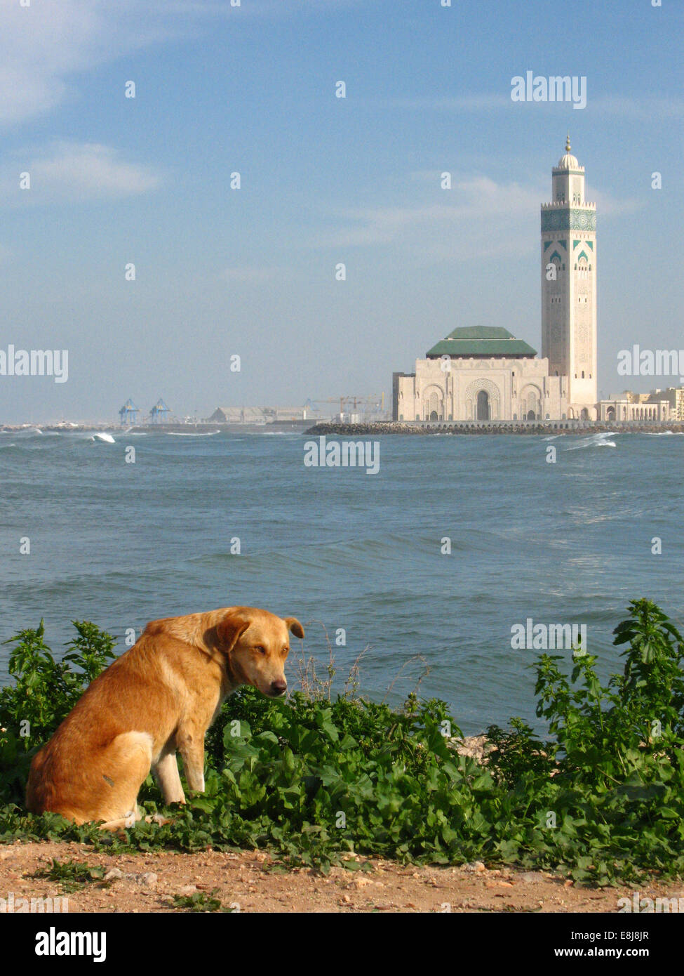 Dog and great Casablanca mosque Stock Photo - Alamy