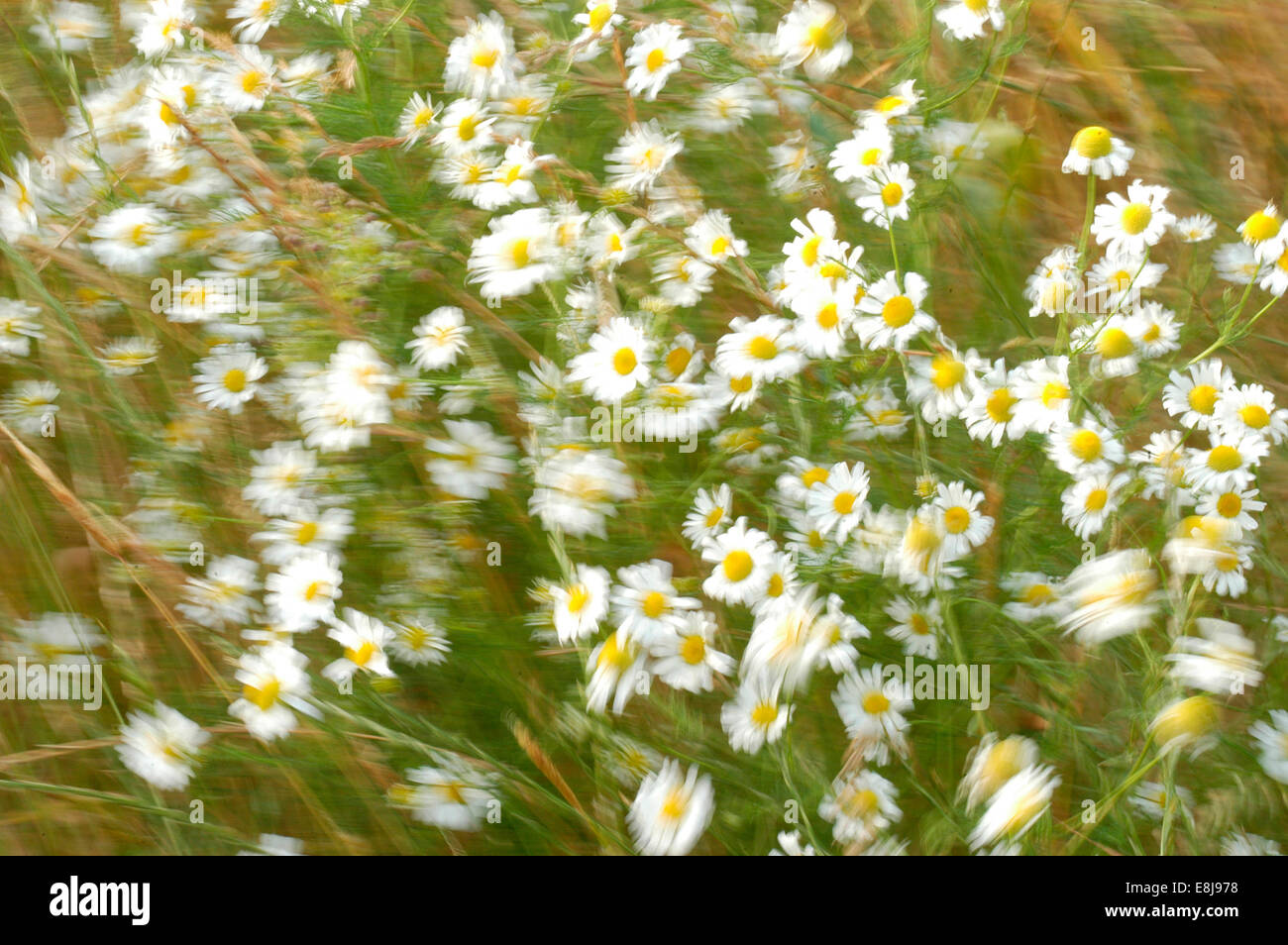 French daisies hi-res stock photography and images - Alamy