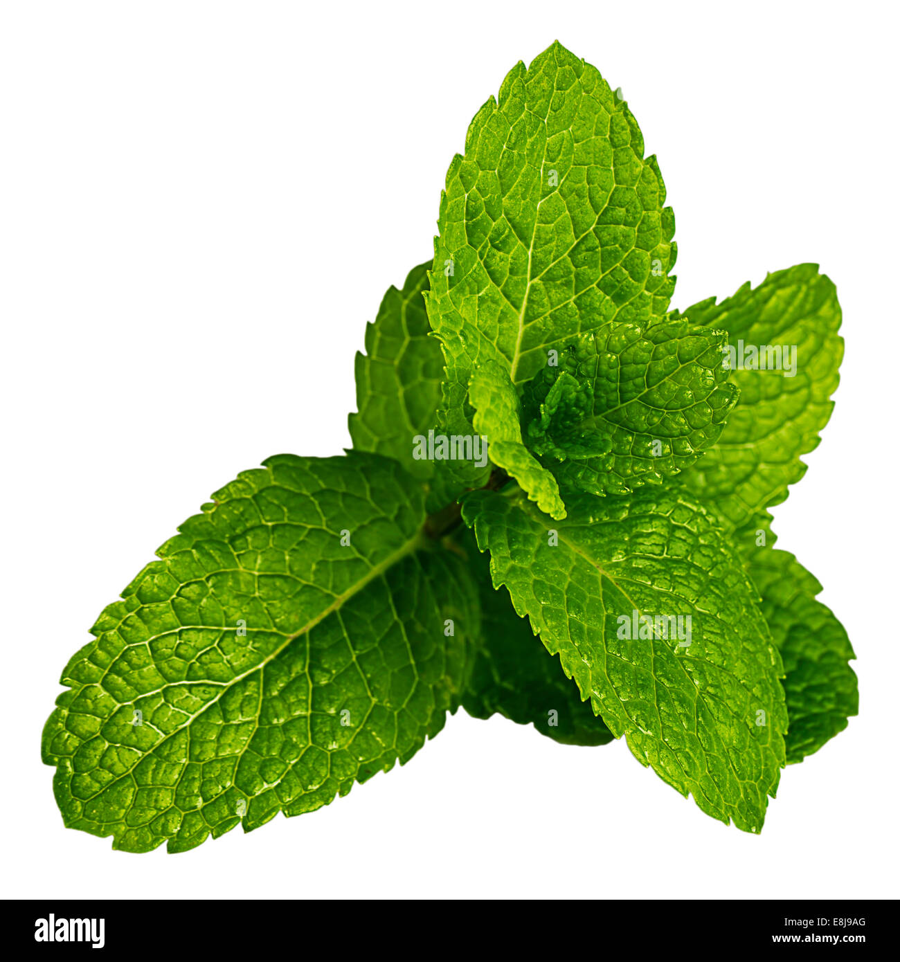 Fresh mint leaves isolated on white background Stock Photo - Alamy