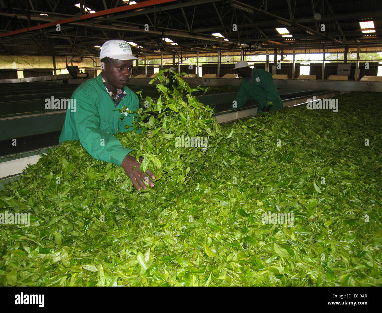 African tea factory hi-res stock photography and images - Alamy