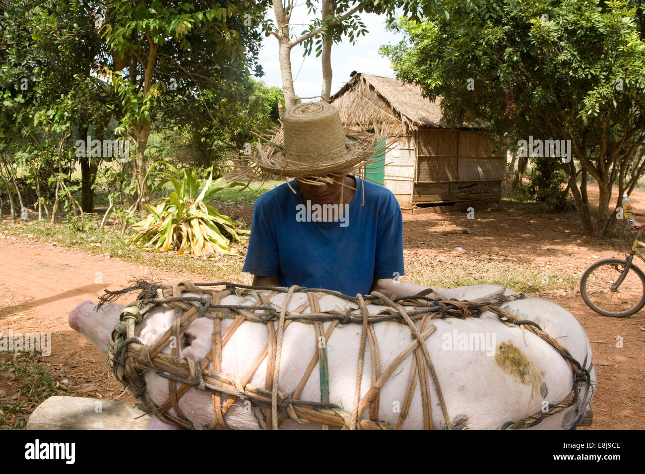 Pig transport hi-res stock photography and images - Alamy