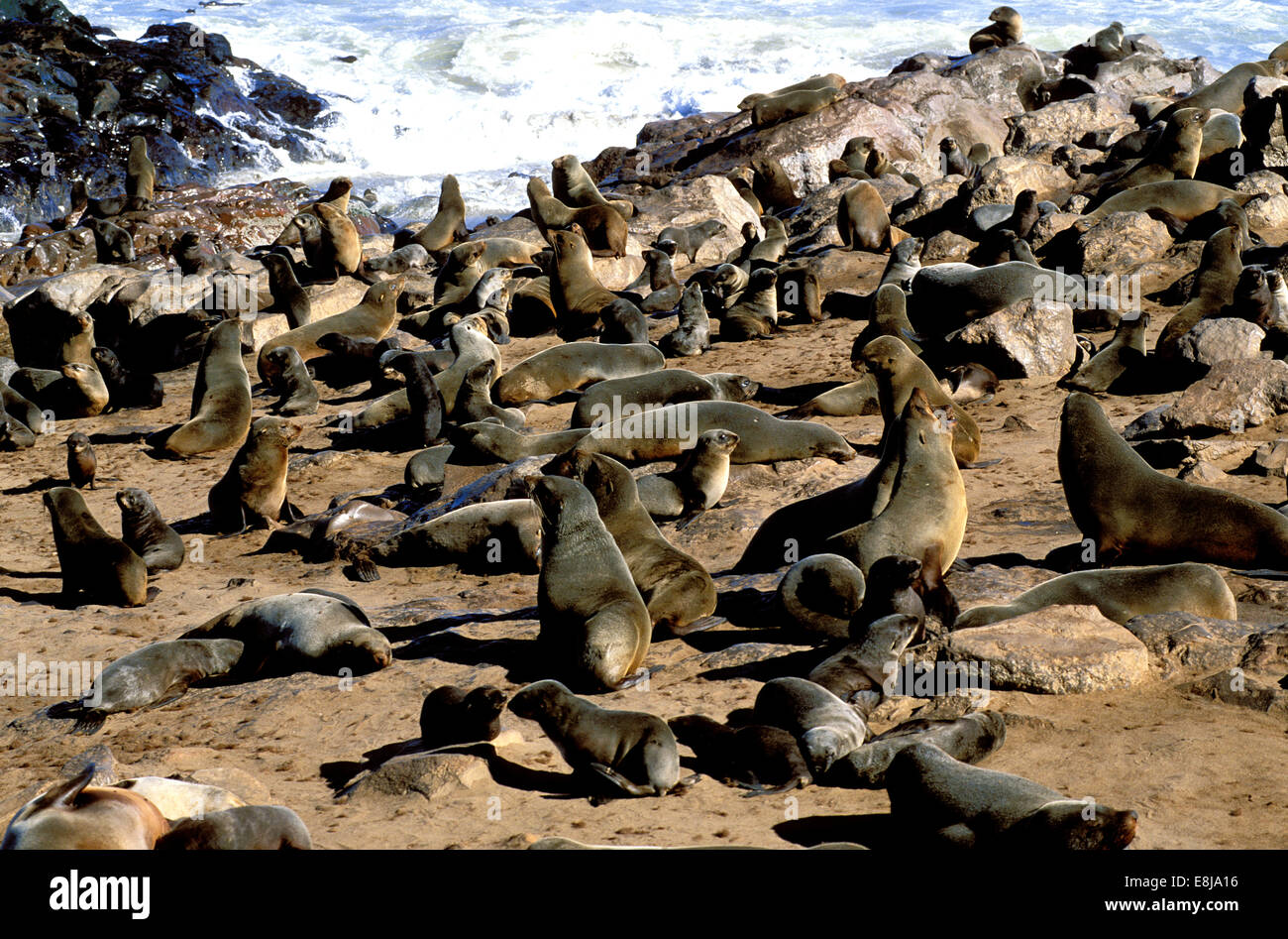 Eared seals at Cape Cross near the city of Lagumenberg in Erongo ...