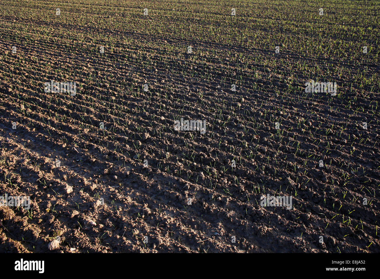 Field in Normandy Stock Photo - Alamy
