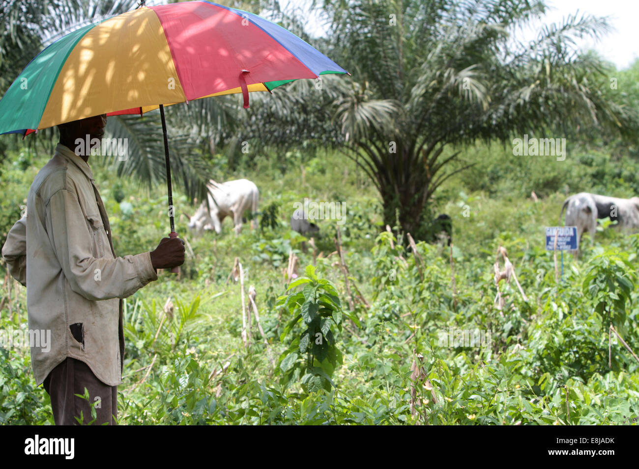Farmer protecting himself from the sun under a colorful umbrella Stock ...