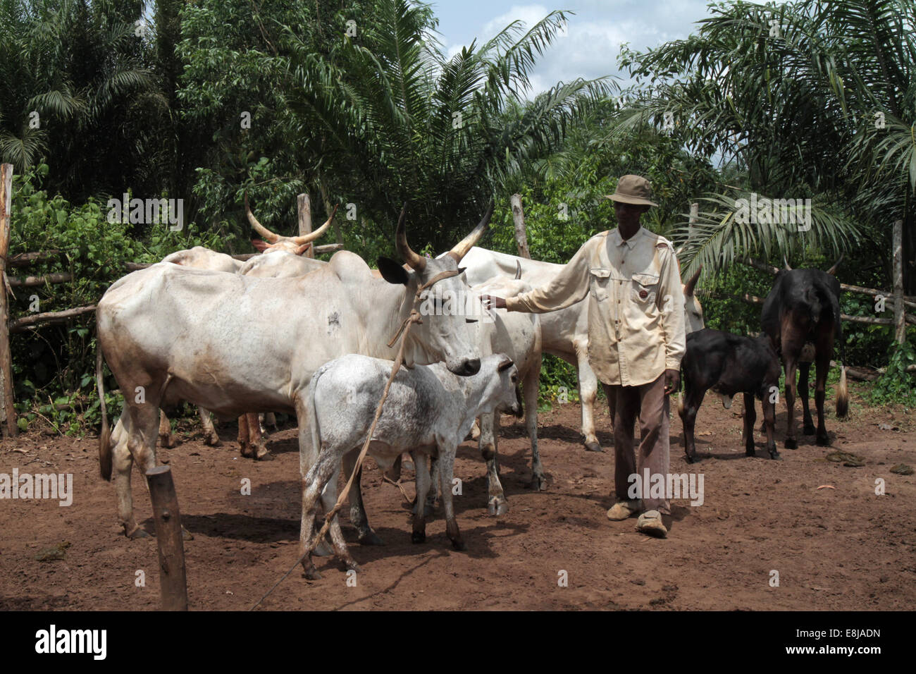 Farm benin hi-res stock photography and images - Alamy