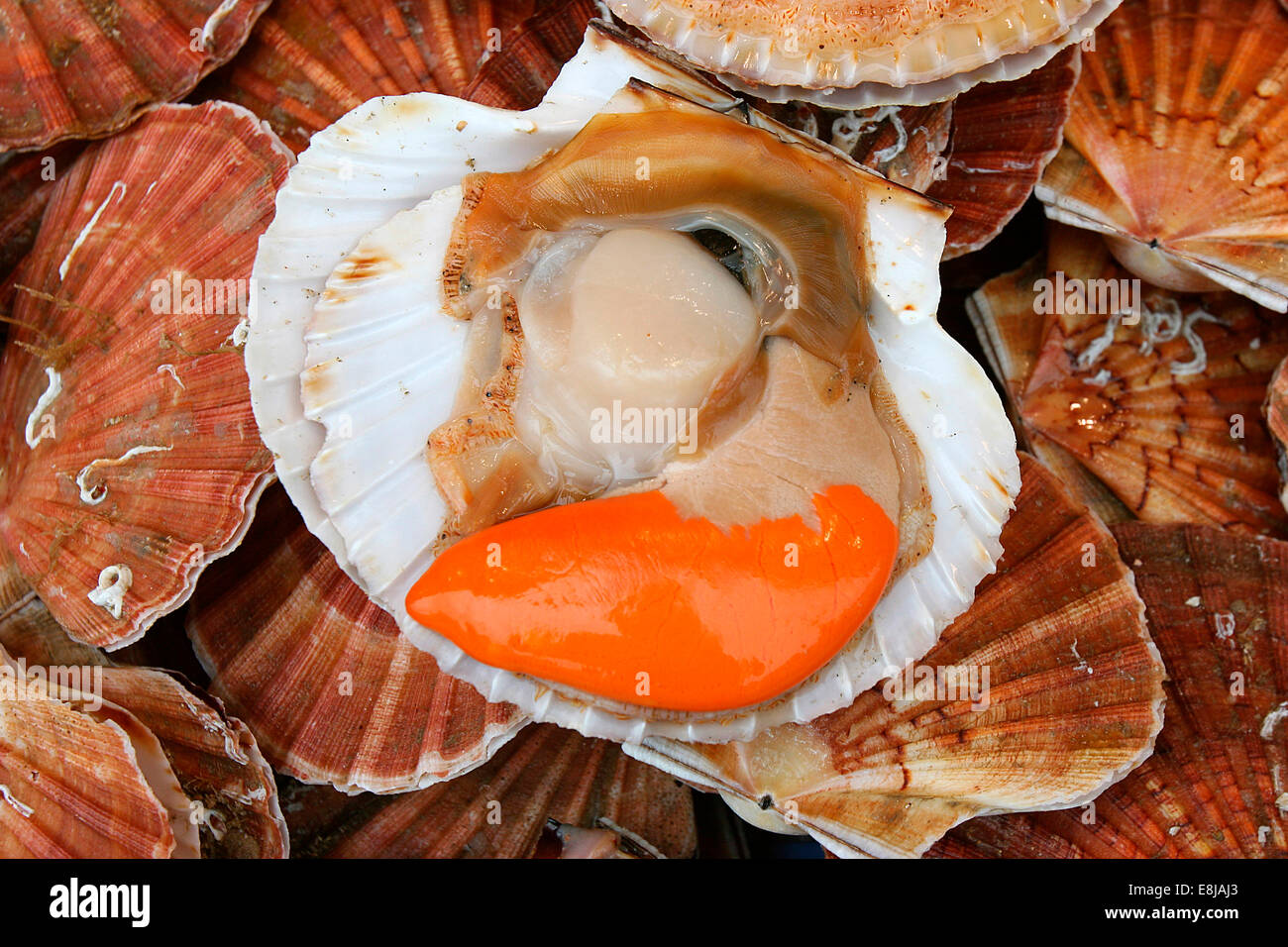 Scollops hi-res stock photography and images - Alamy