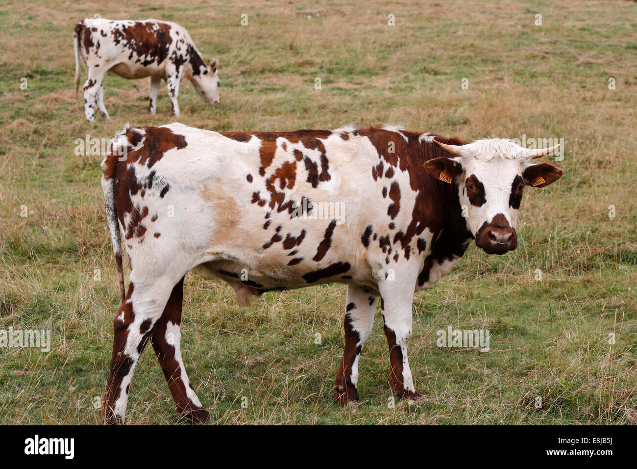 Cows in Normandy Stock Photo - Alamy